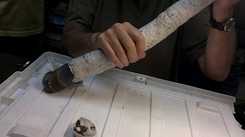 Un mollusque de l'espèce Kuphus polythalamia étudié pour la première fois