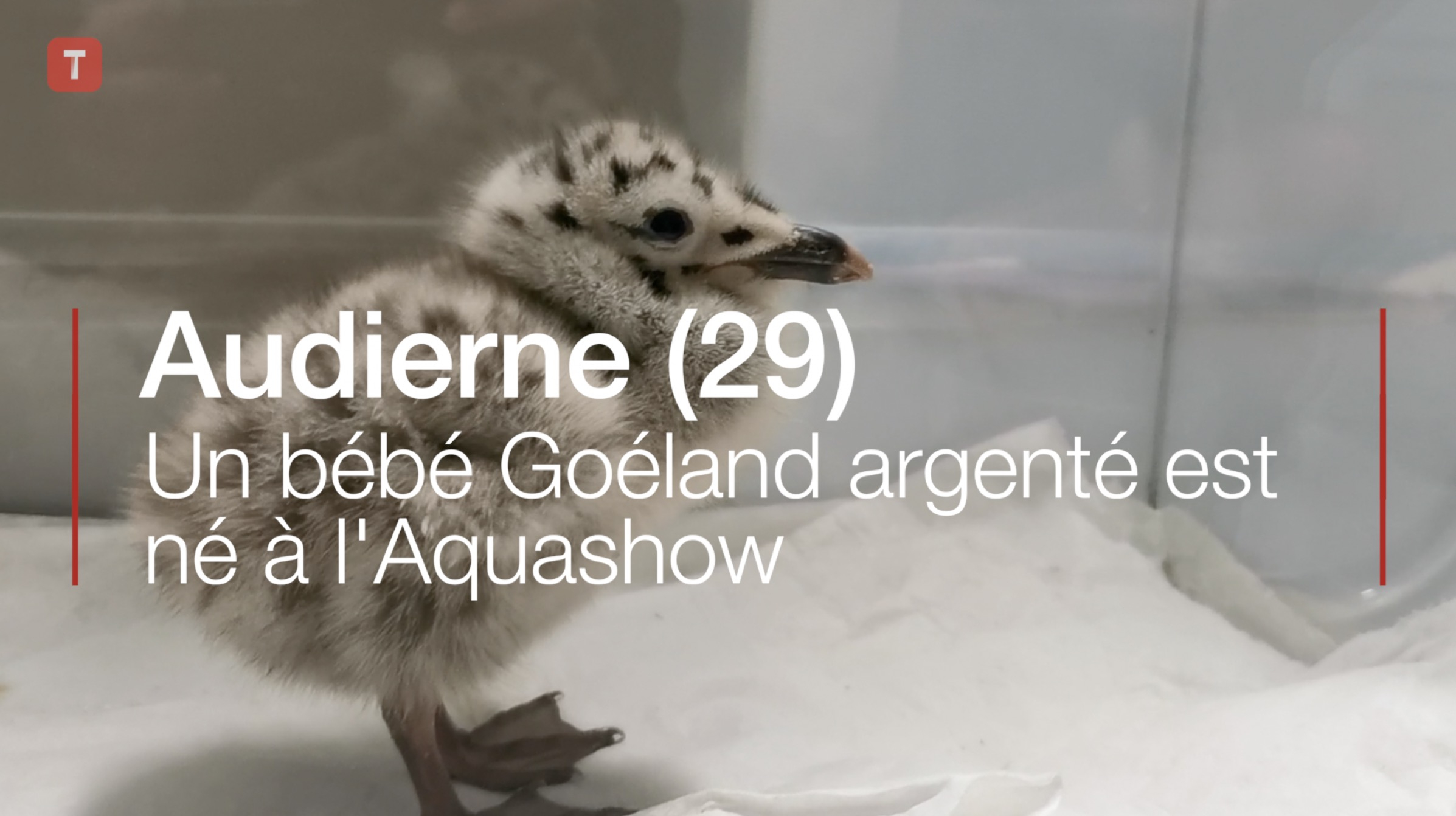 Un bébé Goéland argenté est né à l’Aquashow d’Audierne [En images] | Le ...