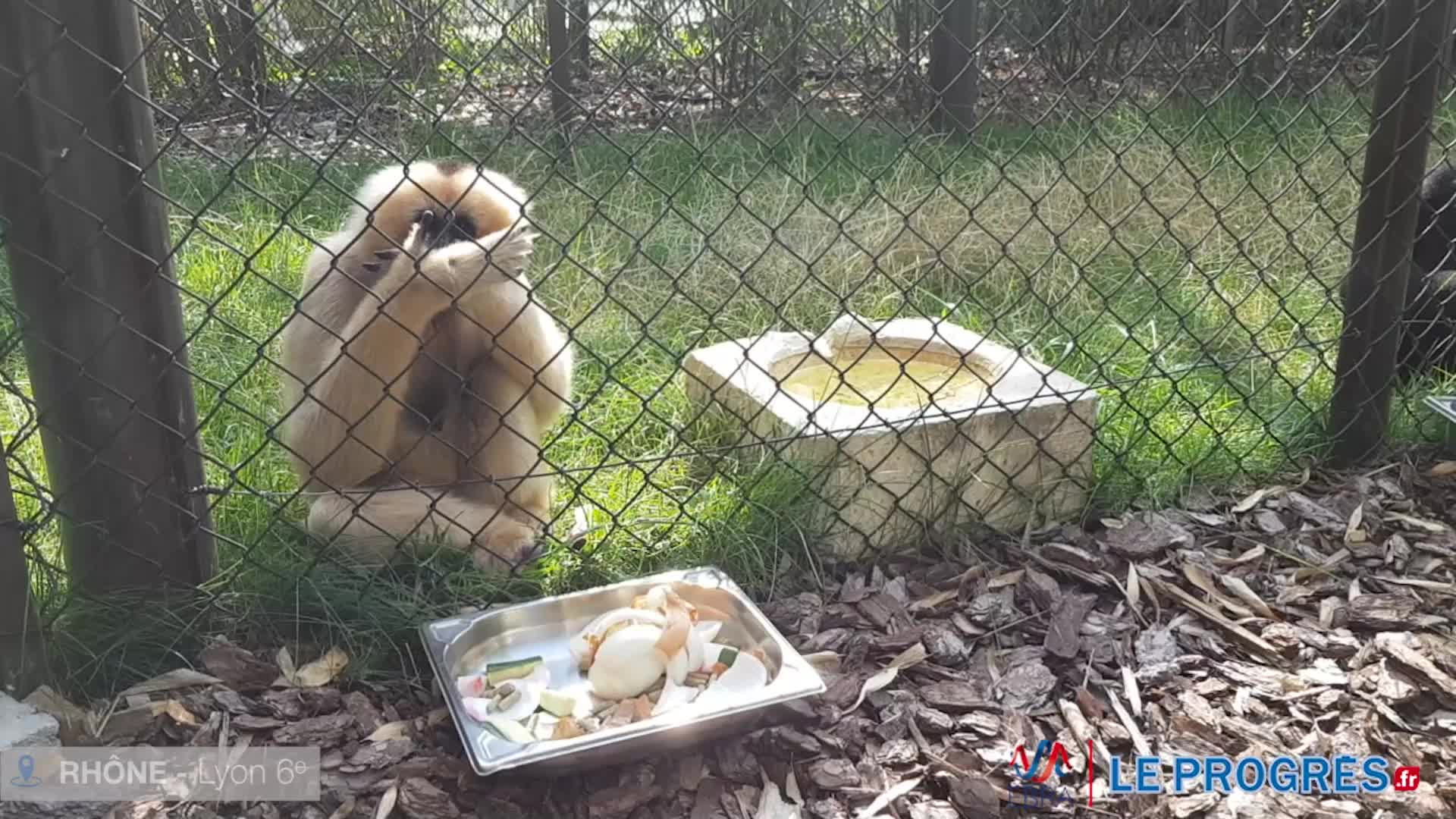 Les gibbons prennent leur petit déjeuner dans la volière des Forêts d’Asie