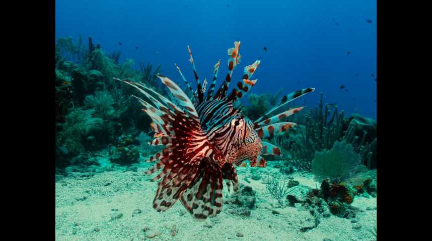 Le poisson-lion - Le Soir