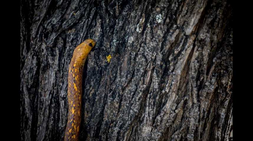 150 espèces de serpents - Le Soir
