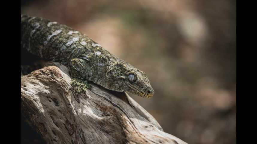 Le plus grand gecko du monde - Le Soir