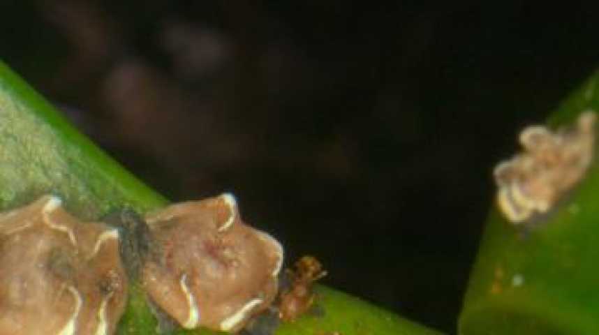 La redoutable fourmi électrique - Le Soir