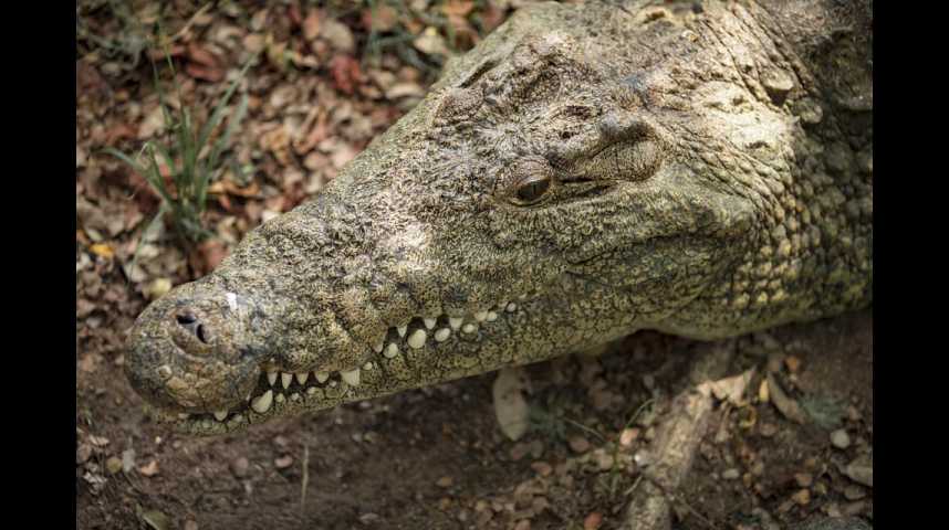 Les morsures les plus fortes. - Le Soir