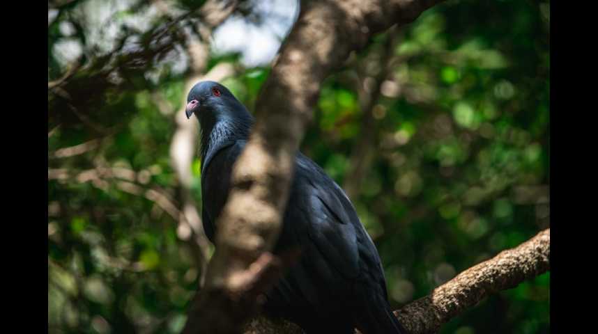 Le plus gros pigeon du monde - Le Soir
