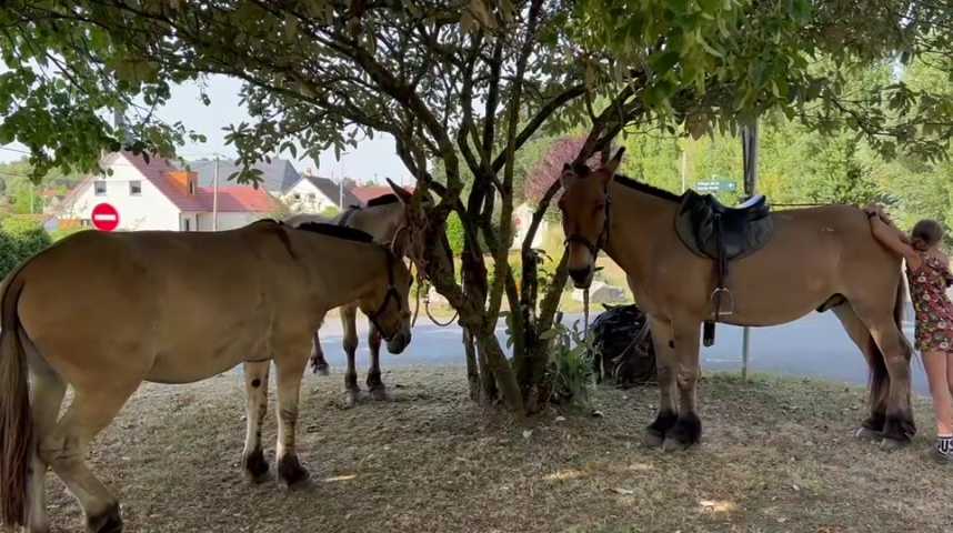 Route du poisson : cette famille a traversé la France en roulotte pour ...