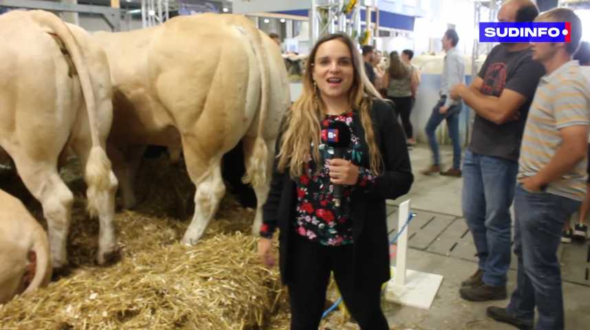 ️ Découvrez la Foire agricole de Libramont 2022 - Sudinfo Vidéos