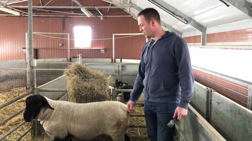 Sébastien Delval, céréalier et éleveur de moutons Suffolk, participe au ...