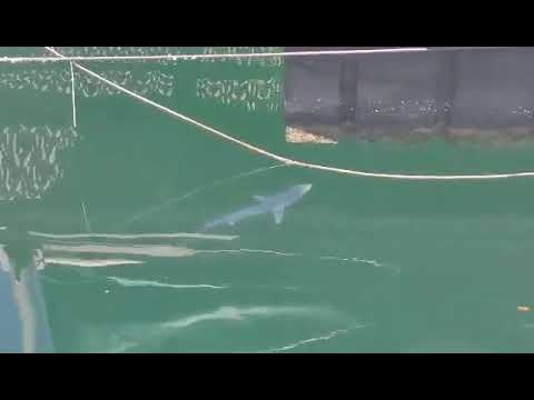 Vidéo - Un requin bleu dans le Vieux-Port de Marseille