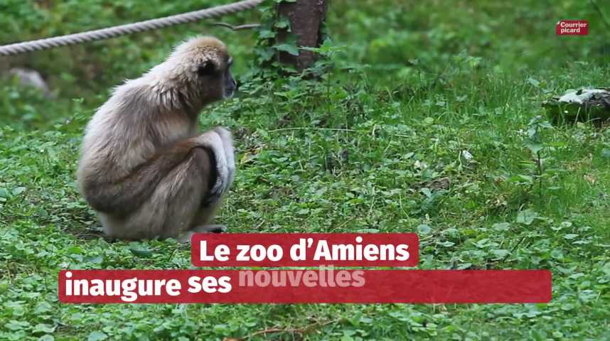 Vidéos : Le zoo d'Amiens inaugure ses nouvelles installations ...