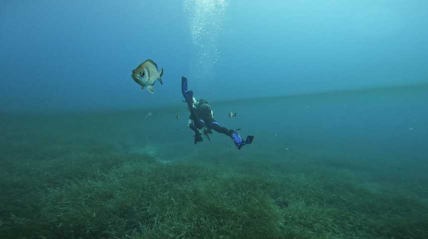 Des poissons parviennent à reconnaître des plongeurs et les suivent