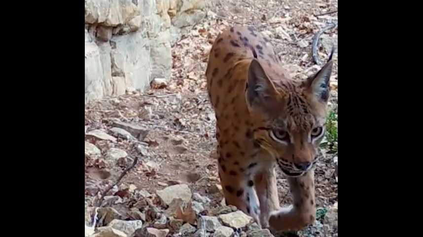 Cette association suit et étudie le lynx, discret et plus grand félin d ...