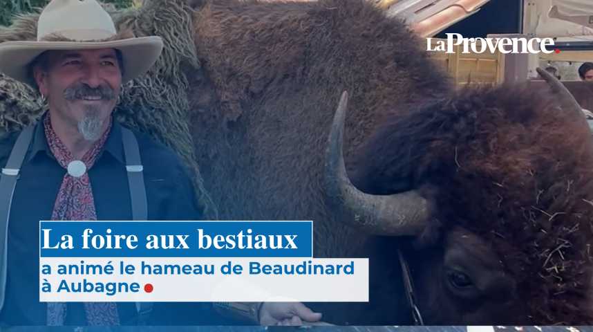Des chevaux, une fête foraine et un bison : à Aubagne, la foire aux ...