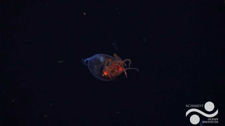 Première observation du calmar colossal