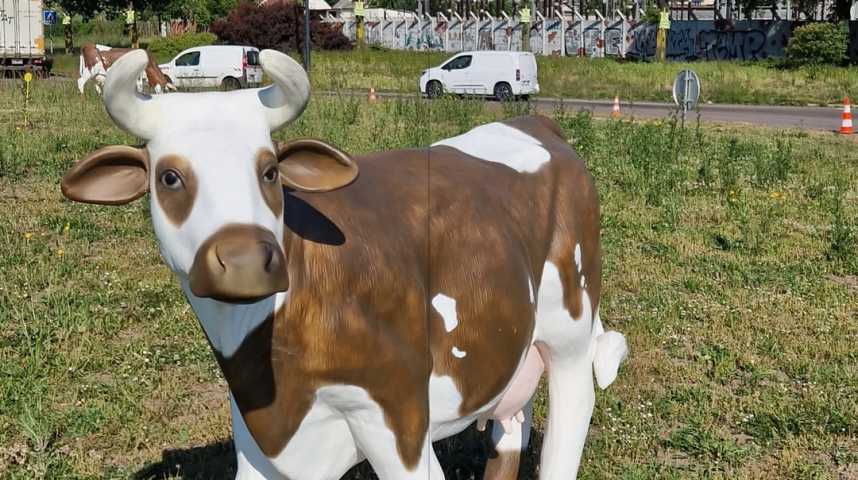 Vidéos : Le rond-point des vaches retrouve ses Normandes, près de Rouen ...