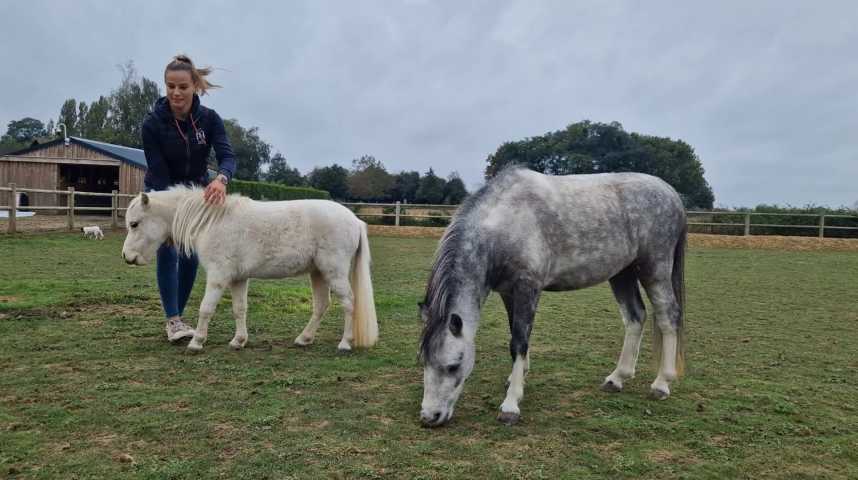 Vidéos : Un élevage de chevaux miniatures proche de Rouen - Paris Normandie
