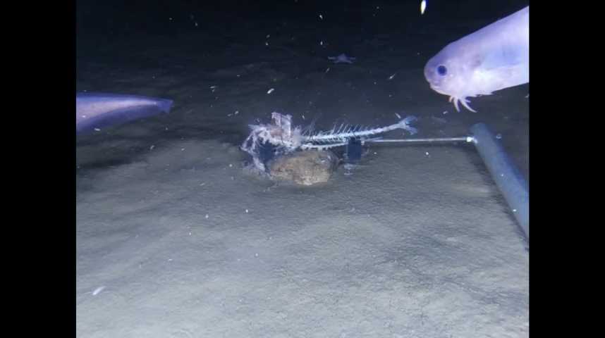 3 nouvelles espèces de poissons découvertes à 7500 m de profondeur