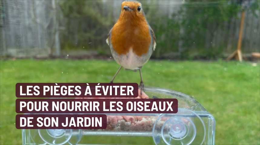 Vidéos : Les pièges à éviter pour nourrir les oiseaux en hiver - L ...
