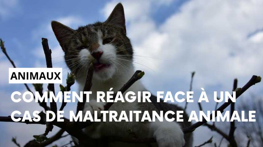 Vidéos : Comment signaler un cas de maltraitance animale ? - L'Est éclair