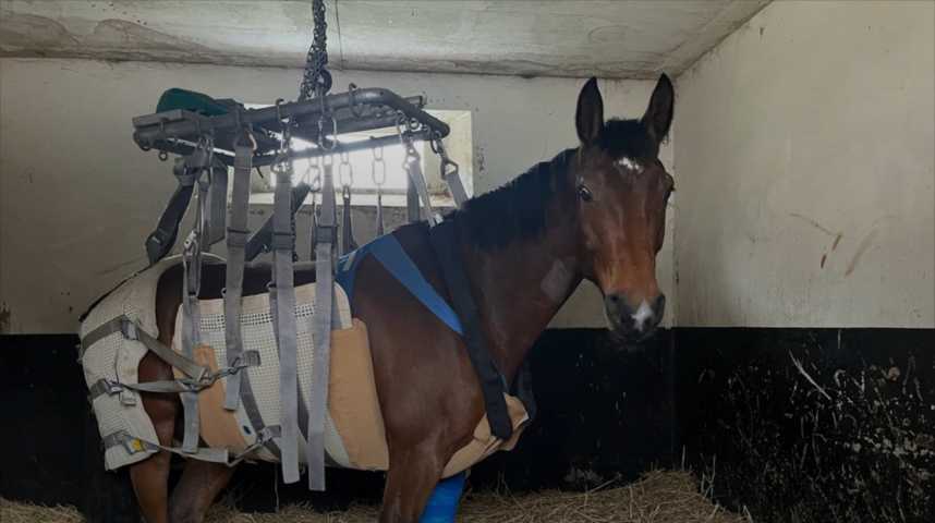 La jument Masaya miraculée grâce à une opération unique au monde - La ...