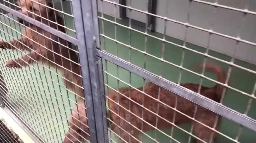 Vidéos : Franck Pia, maire de Beauvais - Courrier picard