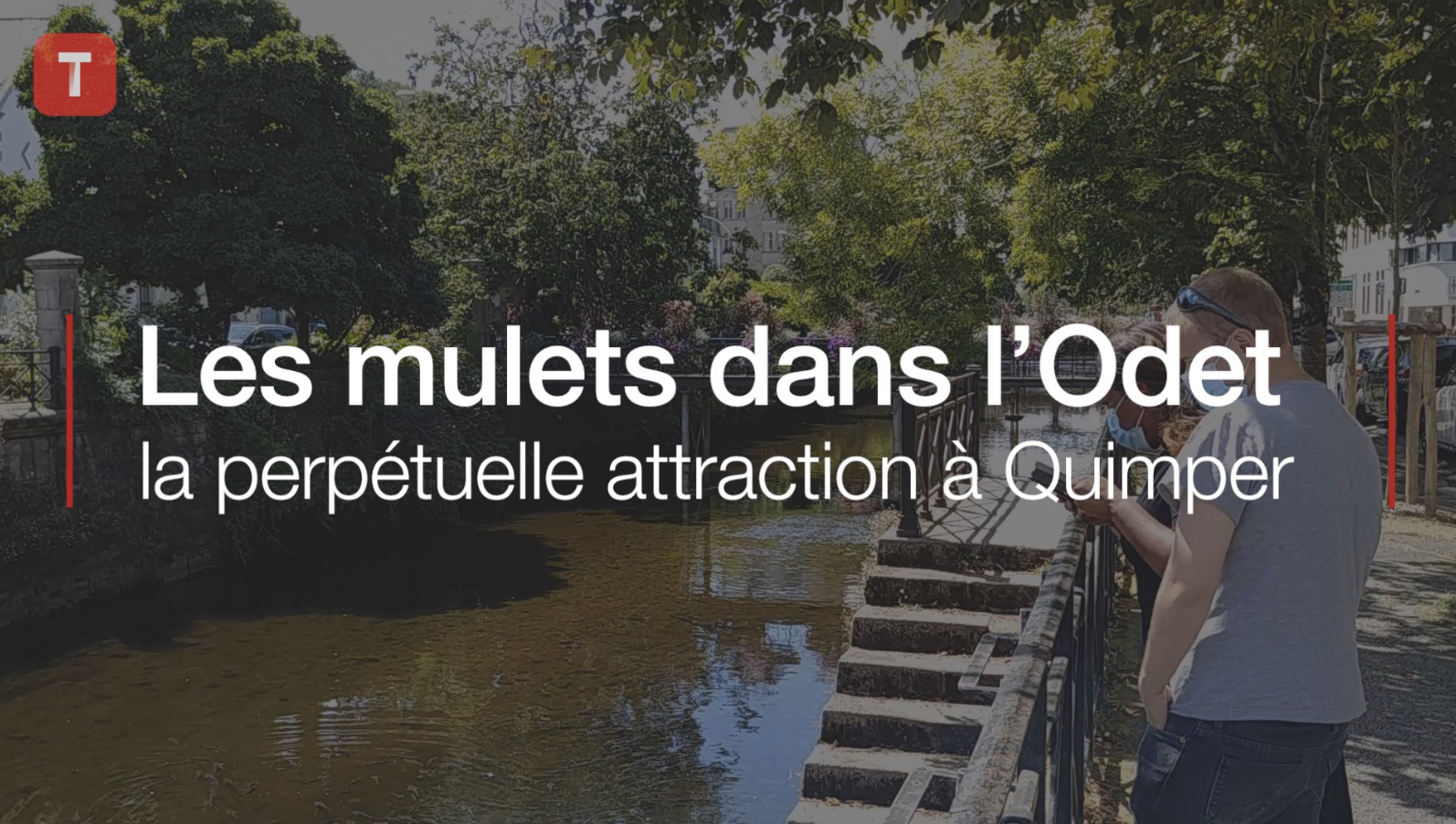 Les mulets dans l’Odet, la perpétuelle attraction à Quimper [Vidéo ...