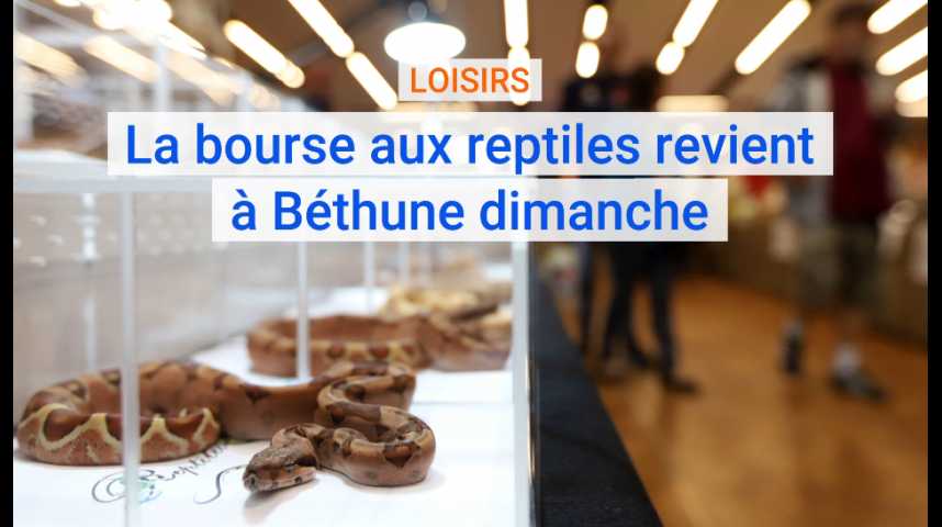 Béthune Reptile a lieu ce dimanche - La Voix du Nord Vidéos