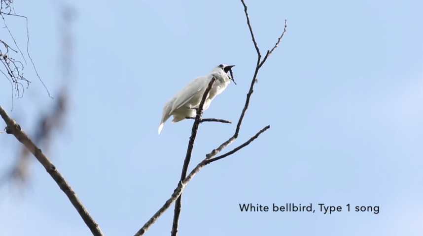 L'araponga blanc ou l'oiseau le plus bruyant du monde