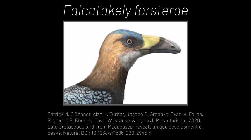 L'étrange bec de Falcatakely forsterae