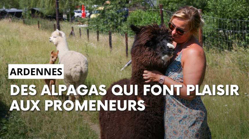 Vidéos : Découvrez les adorables alpagas qui s’épanouissent au Banel ...