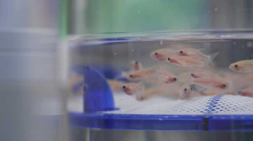 Le poisson-zèbre, précieux allié des chercheurs - Sciences et Avenir