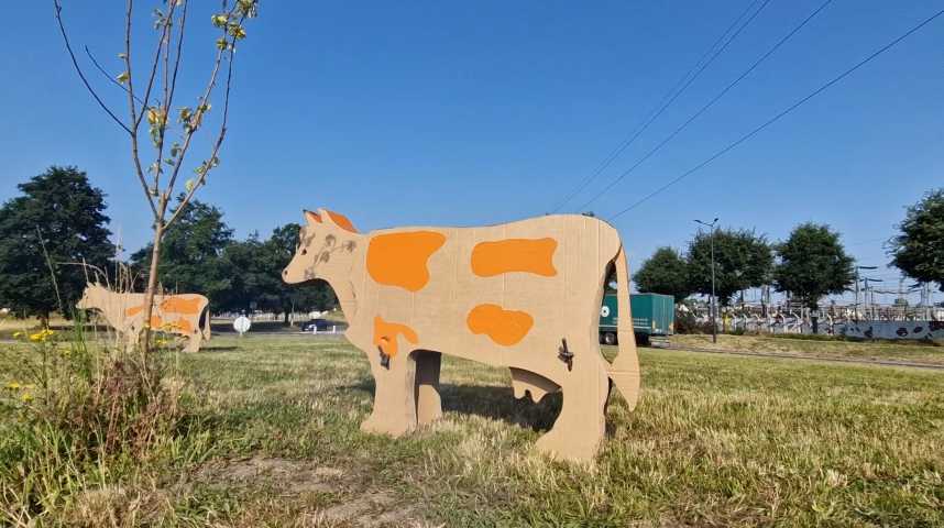 Vidéos : Saint-Étienne-du-Rouvray. Les Vaches de retour sur leur rond ...