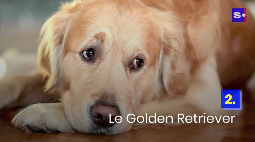️ Animaux de compagnie : les meilleures espèces de chiens - Sudinfo Vidéos