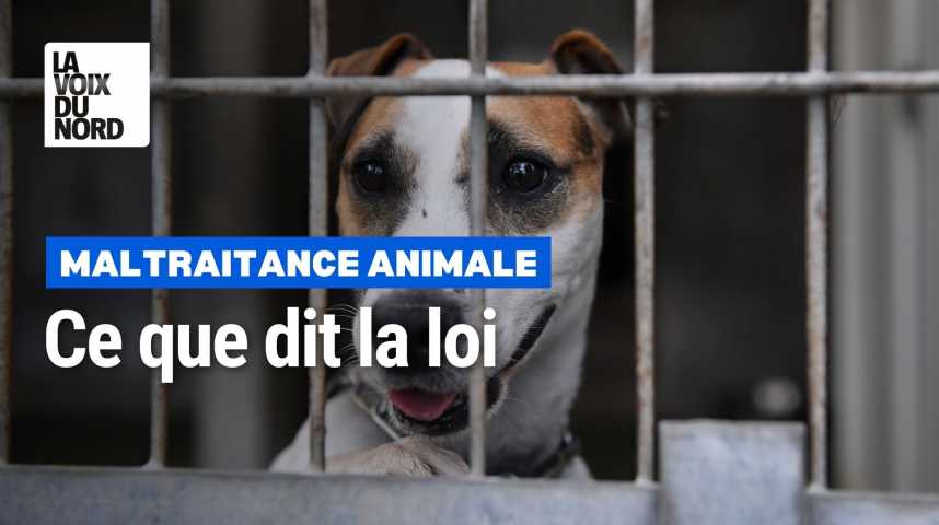 Maltraitance animale : ce que dit la loi - La Voix du Nord Vidéos