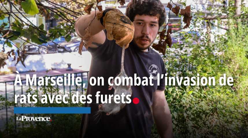 VIDÉO. Dans les parcs de Marseille, une chasse aux rats à l’aide... de ...