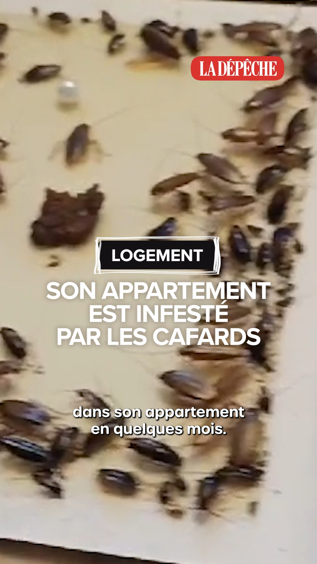 "Je ne peux plus dormir sans qu’ils me marchent sur le visage" : l ...