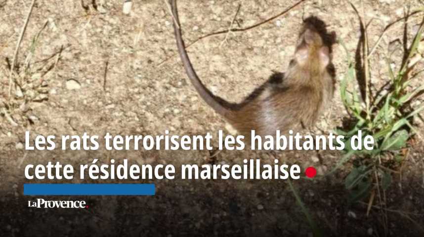 VIDÉO. "Les rats passent par nos fenêtres même au 3e étage" : à ...