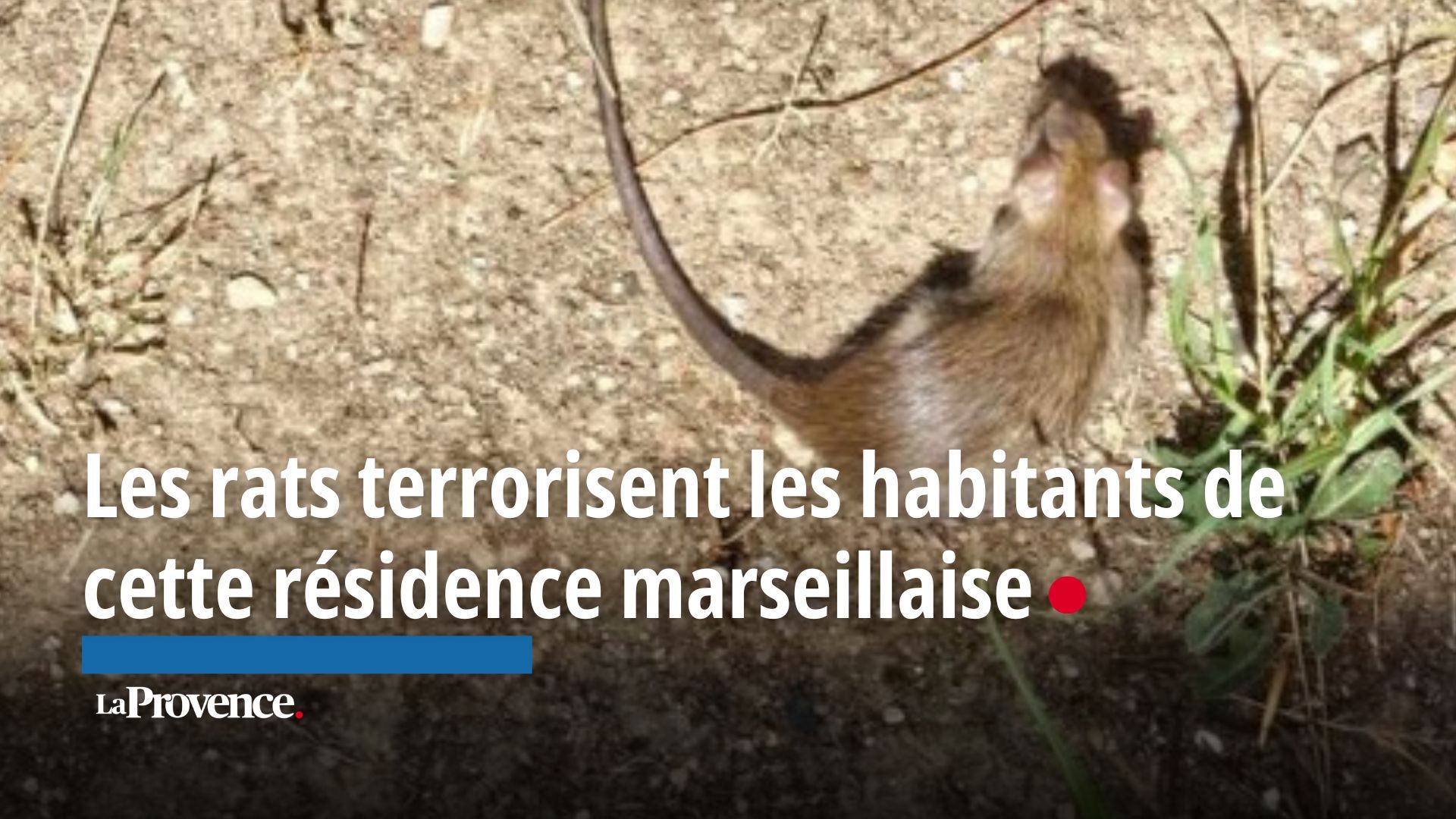 Vidéo - Les rats terrorisent les habitants de cette résidence marseillaise