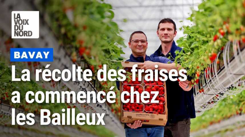 La récolte des fraises a commencé chez les Bailleux à Bavay - La Voix ...