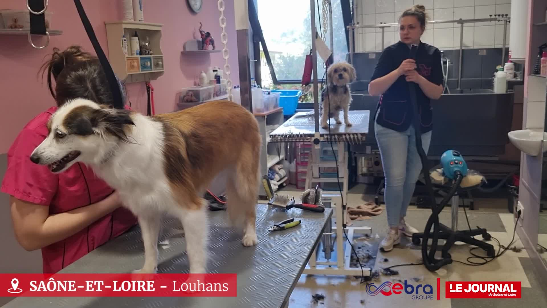5 questions à Céline Lorcet, toiletteuse pour chiens à Louhans