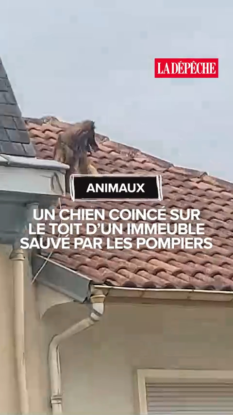 VIDEO. "Il était livré à lui-même depuis plusieurs jours"… Les pompiers ...