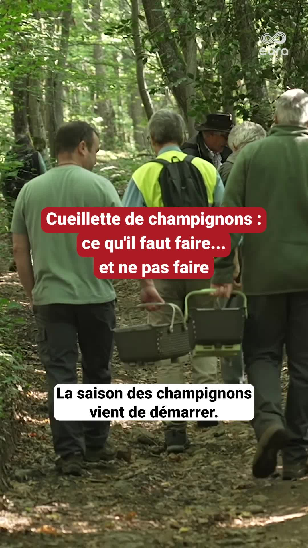 Saison des champignons : identification, précautions, quantité... tout ...