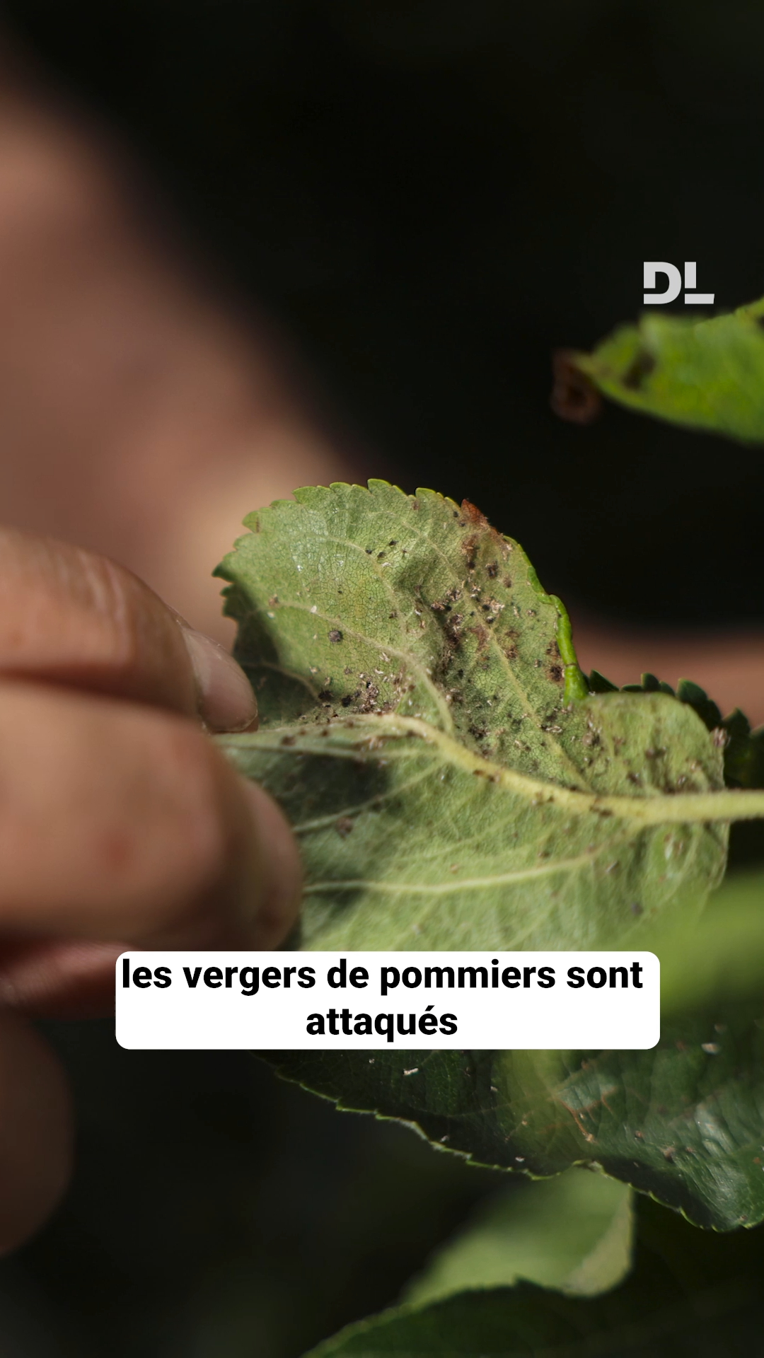 Hautes-Alpes : les vergers de pommiers attaqués par les pucerons cendrés