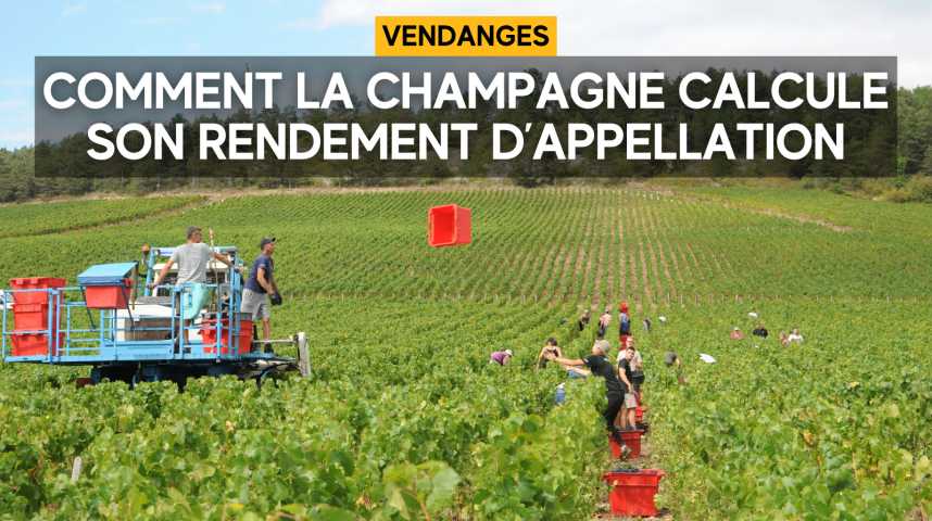 Vidéos : Comment la Champagne calcule son rendement d’appellation pour ...