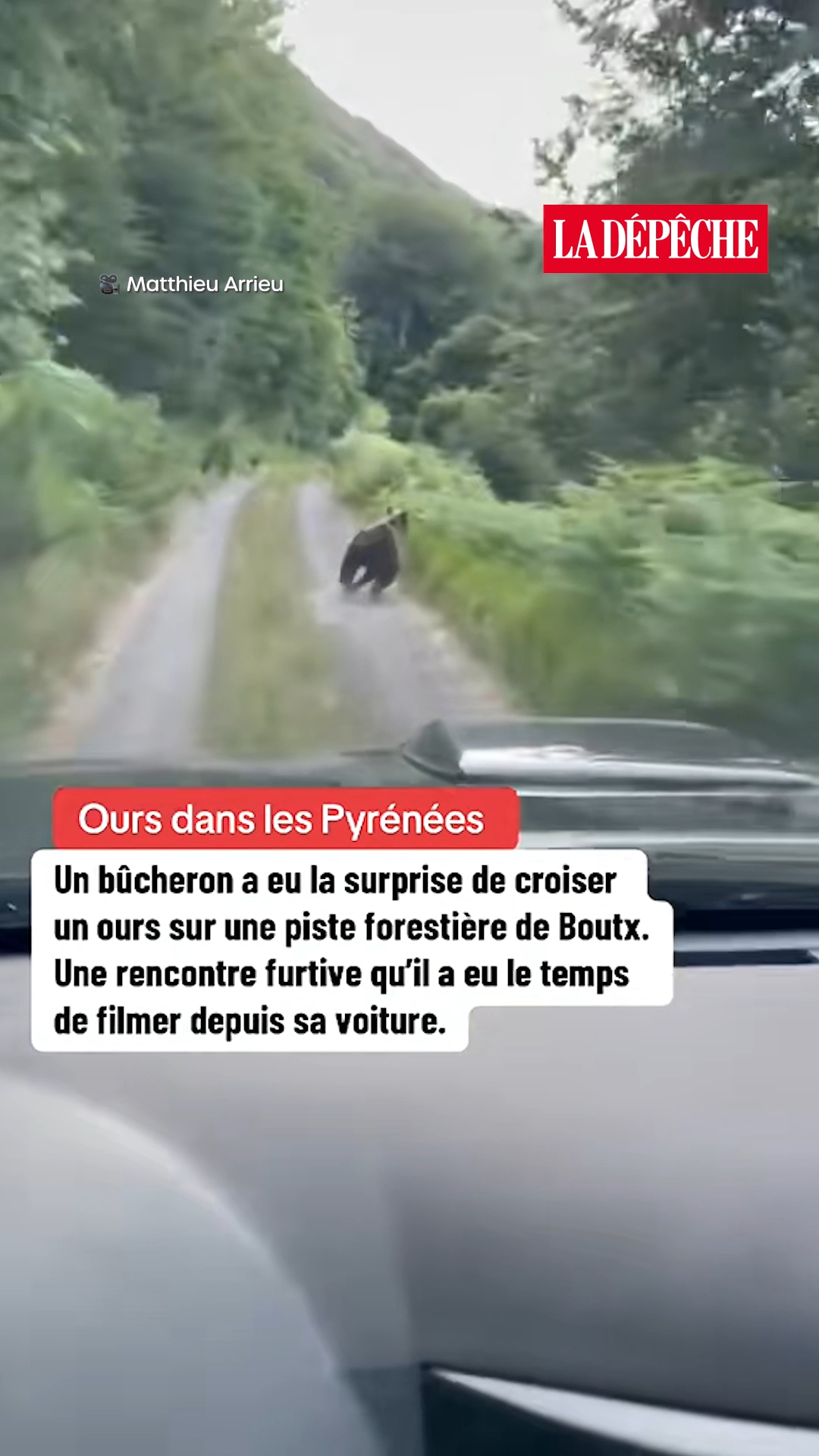 "Quand il s’agit de persécuter les ours, l’État ne perd pas de temps ...