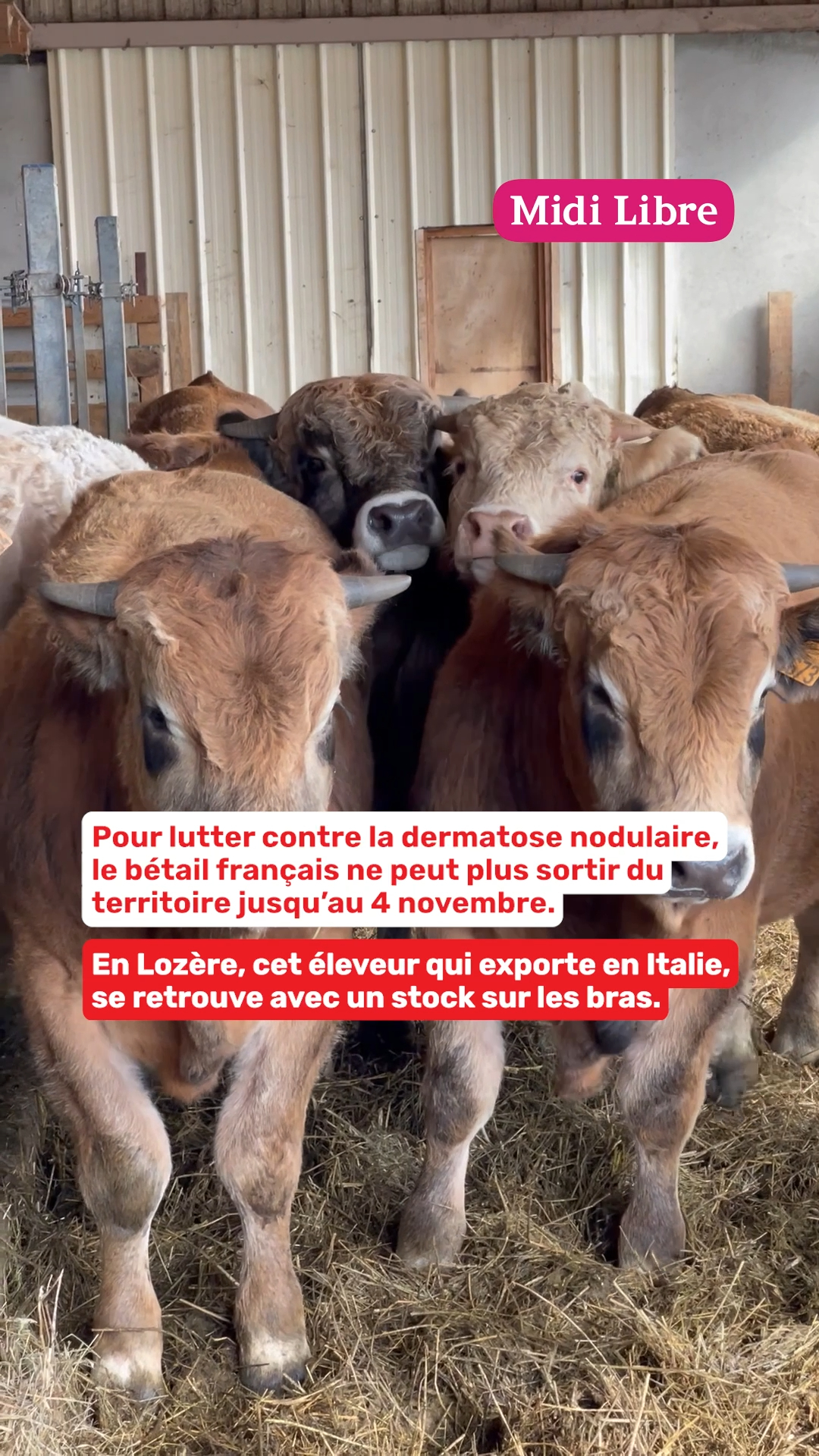 Dermatose nodulaire contagieuse : "Vous signez l’arrêt de mort des ...
