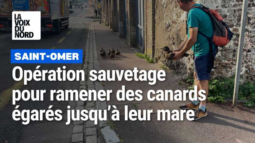 Saint-Omer : une opération sauvetage pour ramener des canards égarés ...