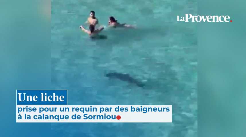 "Attention il y a un requin !" : à Marseille, quel est cet animal ...