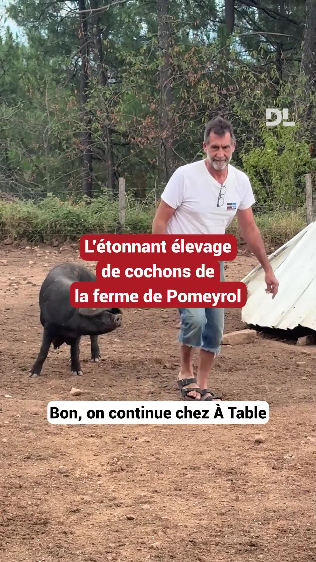 L’étonnant élevage de cochons de la ferme de Pomeyrol