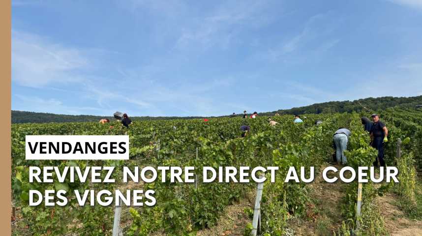 Vidéos : En immersion dans les vendanges en Champagne - L'Ardennais
